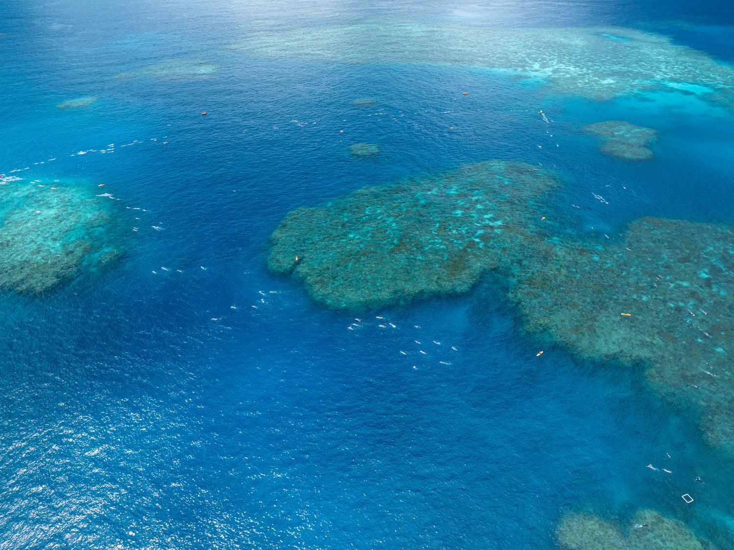 Event Ambassador – Great Barrier Reef Ocean Swims